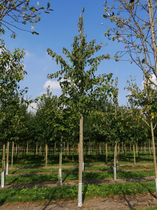 Acer capillipes | Red snake-bark maple - Van den Berk Nurseries