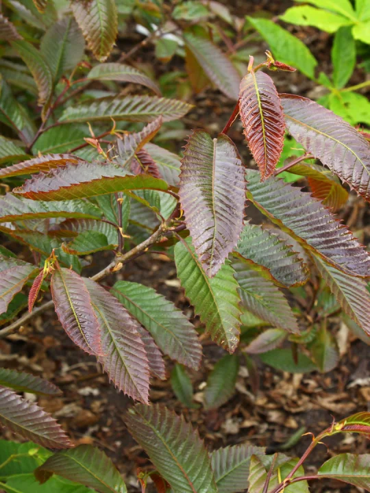 Castanea sativa 'Anny's Summer Red' | Castanea sativa 'Anny's Summer ...