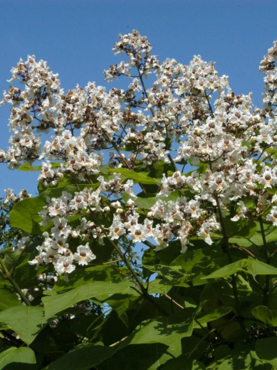 Catalpa ×erubescens | Catalpa ×erubescens - Van den Berk Nurseries