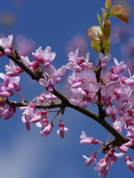 Cercis canadensis | North American Redbud - Van den Berk Nurseries