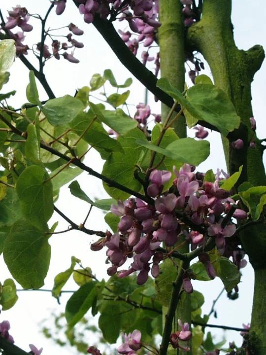 Cercis siliquastrum | Judas Tree - Van den Berk Nurseries