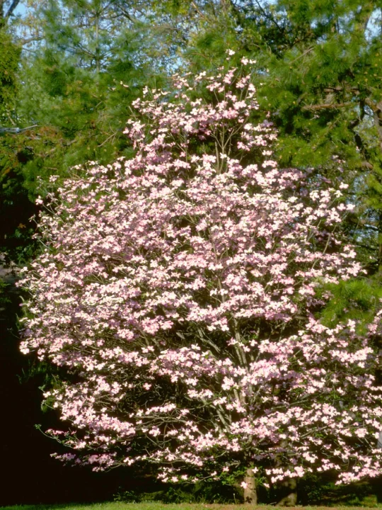 Cornus florida f.rubra | Cornus florida f.rubra - Van den Berk Nurseries