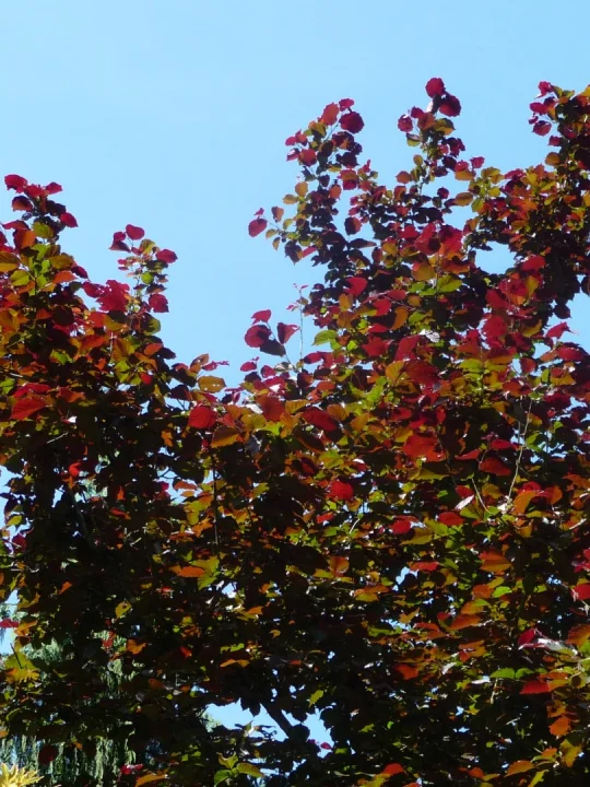 Corylus colurna 'Te-Terra Red' | Corylus colurna 'Te-Terra Red' - Van ...