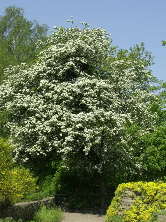 Crataegus Monogyna Hedge