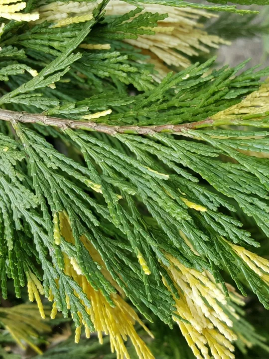 Calocedrus decurrens 'Aureovariegata' | Calocedrus decurrens ...