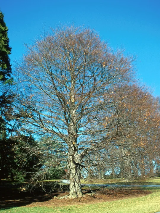 Fagus grandifolia | American beech - Van den Berk Nurseries