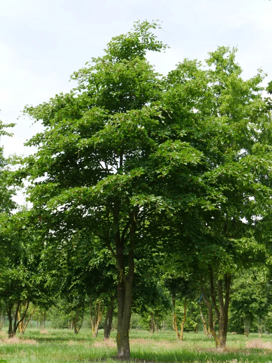 Fagus sylvatica | Common beech, European beech - Van den Berk Nurseries
