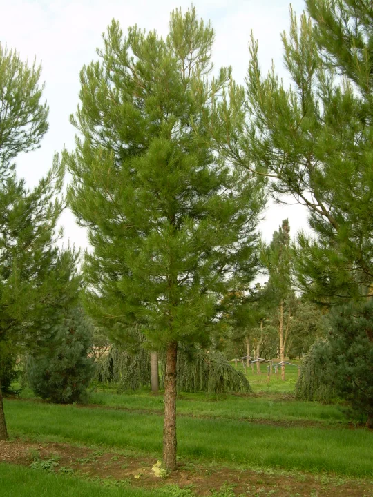 Pinus halepensis | Aleppo Pine - Van den Berk Nurseries