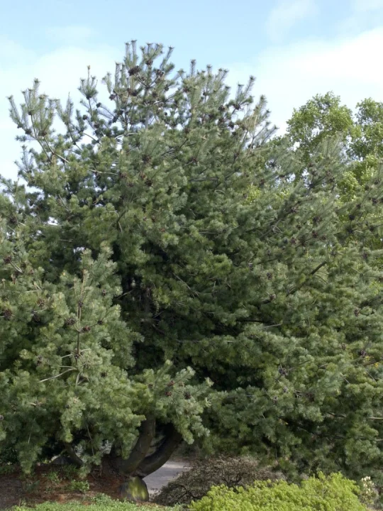 Pinus parviflora | Japanese white pine - Van den Berk Nurseries