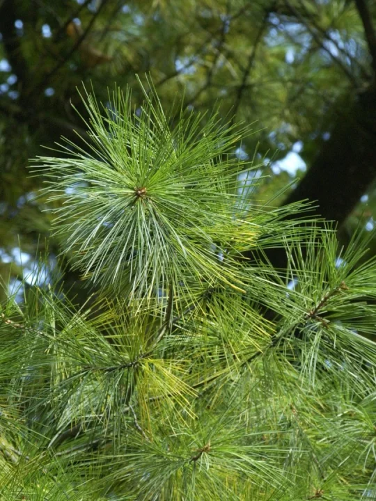Pinus strobus | Weymouth pine, Eastern white pine - Van den Berk Nurseries