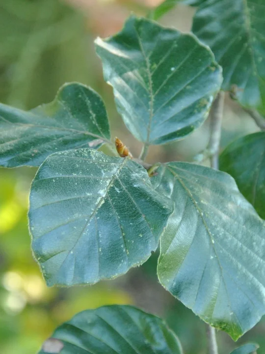 Fagus sylvatica 'Latifolia' | Fagus sylvatica 'Latifolia' - Van den ...