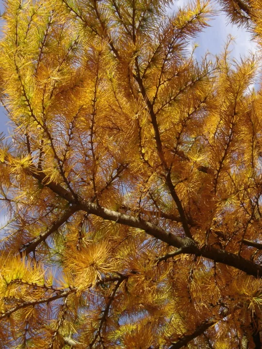 Pseudolarix amabilis | Chinese golden larch, Golden larch - Van den ...