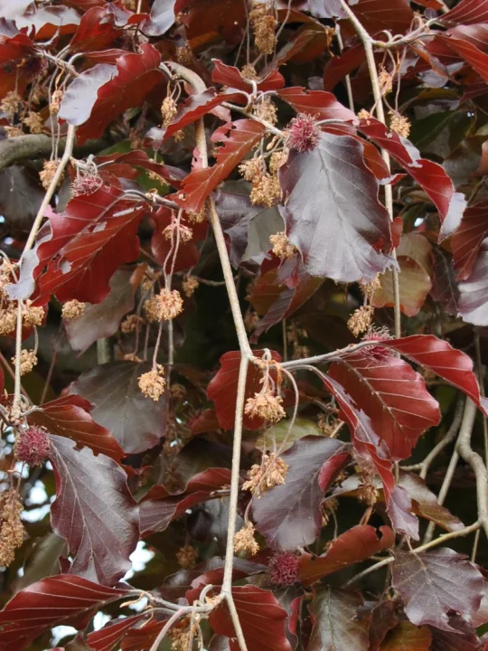 Fagus sylvatica 'Purpurea Pendula' | Fagus sylvatica 'Purpurea Pendula ...