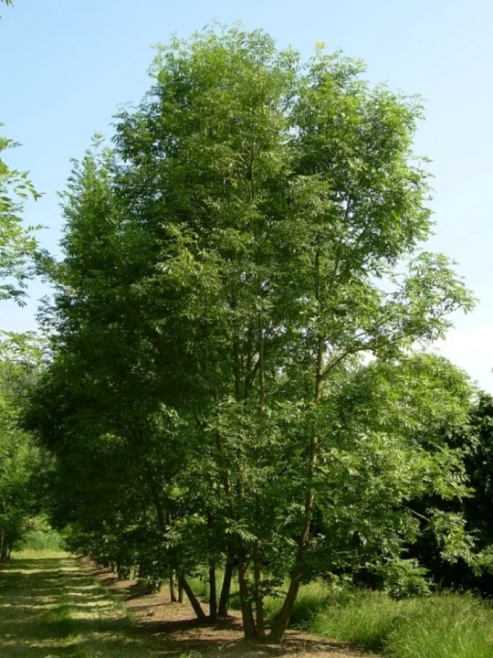 Fraxinus excelsior | Common ash, European ash - Van den Berk Nurseries