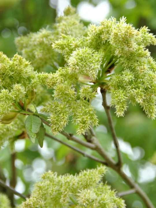 Fraxinus ornus | Flowering ash, Manna ash - Van den Berk Nurseries