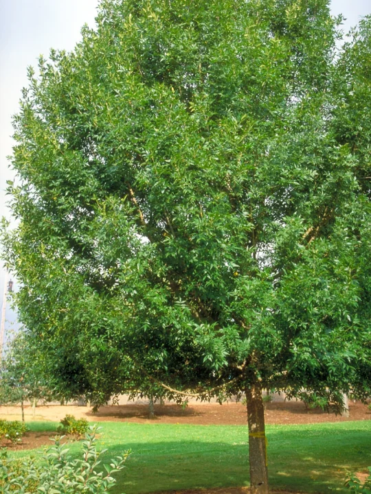 Fraxinus pennsylvanica 'Patmore' | Fraxinus pennsylvanica 'Patmore ...