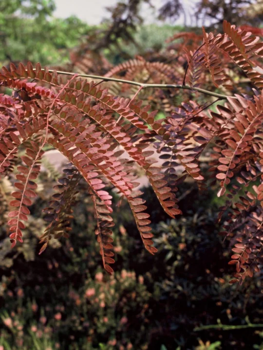 Gleditsia triacanthos 'Rubylace' | Gleditsia triacanthos 'Rubylace ...