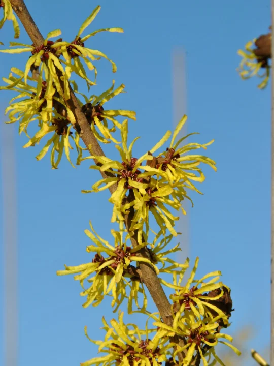 Hamamelis ×intermedia 'Angelly' | Hamamelis ×intermedia 'Angelly' - Van ...