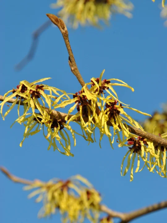 Hamamelis ×intermedia 'Pallida' | Hamamelis ×intermedia 'Pallida' - Van ...