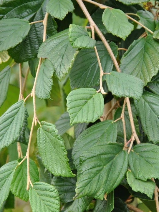 Hamamelis mollis | Chinese witch hazel - Van den Berk Nurseries