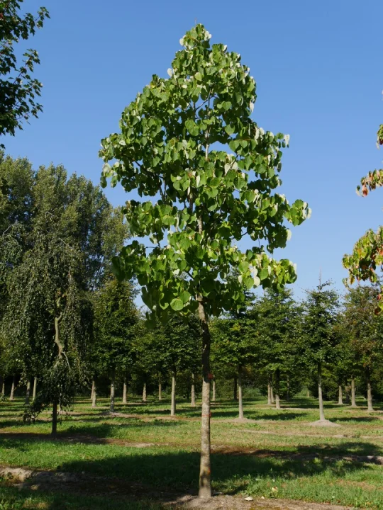 Idesia polycarpa | Idesia polycarpa - Van den Berk Nurseries