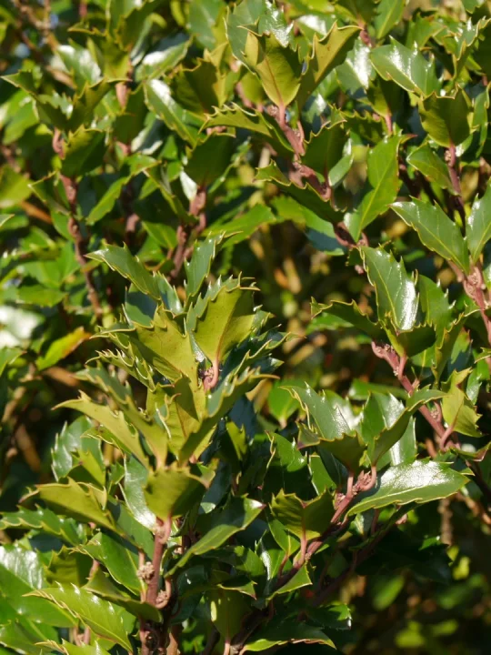 Ilex ×meserveae 'Blue Prince' | Ilex ×meserveae 'Blue Prince' - Van den ...