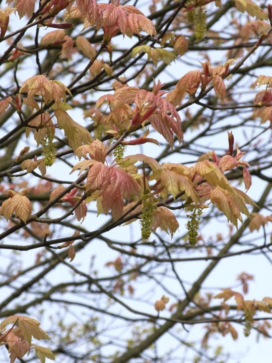 Acer pseudoplatanus 'Brilliantissimum' | Acer pseudoplatanus ...