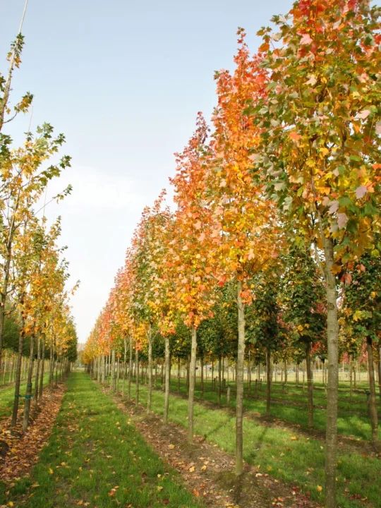 Acer rubrum 'Bowhall' | Acer rubrum 'Bowhall' - Van den Berk Nurseries