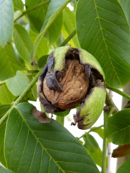 Juglans regia 'Broadview' | Juglans regia 'Broadview' - Van den Berk ...