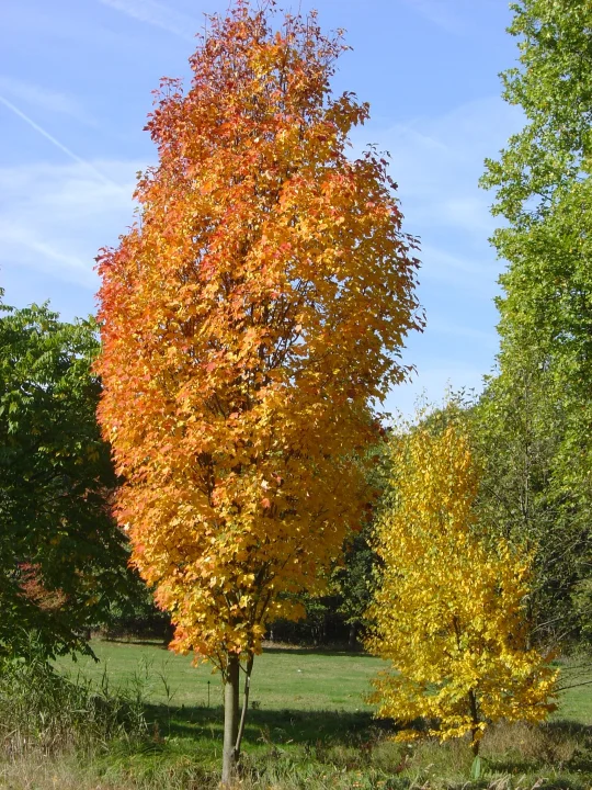 Acer rubrum 'Scanlon' | Acer rubrum 'Scanlon' - Van den Berk Nurseries