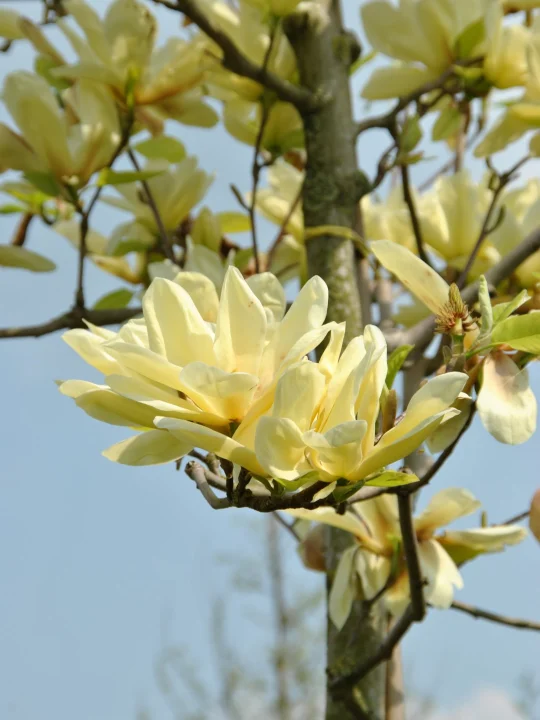 Magnolia 'Elizabeth' | Magnolia 'Elizabeth' - Van den Berk Nurseries
