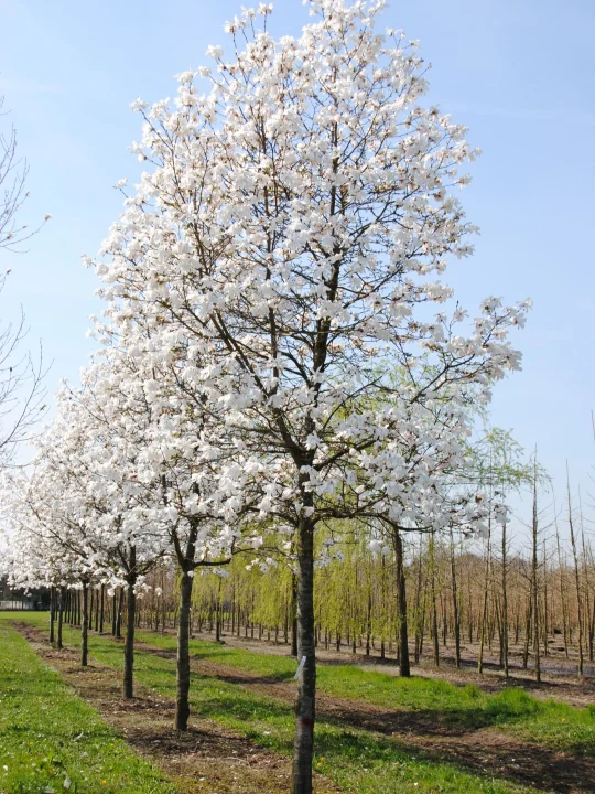 Magnolia ×loebneri 'Merrill' | Magnolia ×loebneri 'Merrill' - Van den ...