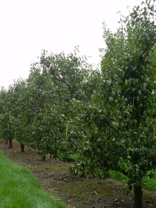 Pyrus communis 'Doyenné de Comice' | Pyrus communis 'Doyenné de Comice ...