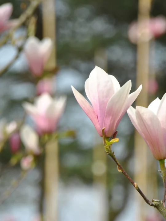 Magnolia 'Heaven Scent' | Magnolia 'Heaven Scent' - Van den Berk Nurseries