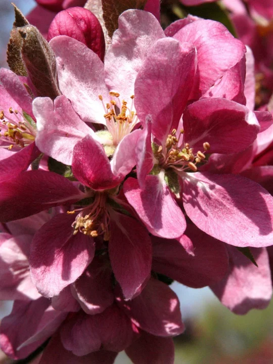 Malus 'Hopa' | Malus 'Hopa' - Van den Berk Nurseries