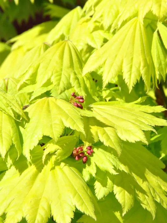 Acer shirasawanum 'Aureum' | Acer shirasawanum 'Aureum' - Van den Berk ...