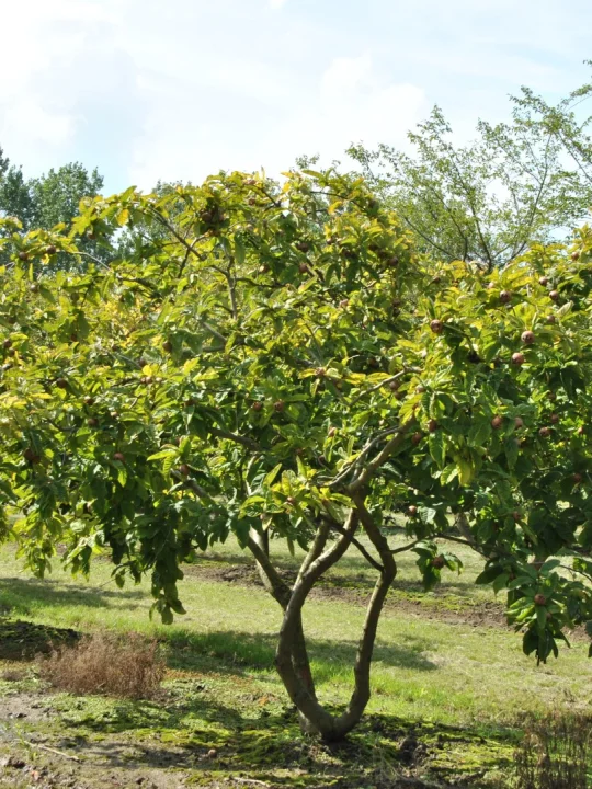 Mespilus germanica 'Bredase Reus' | Mespilus germanica 'Bredase Reus ...