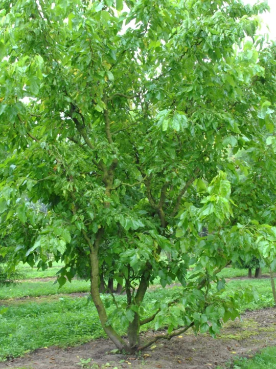 Morus latifolia 'Spirata' | Morus latifolia 'Spirata' - Van den Berk ...