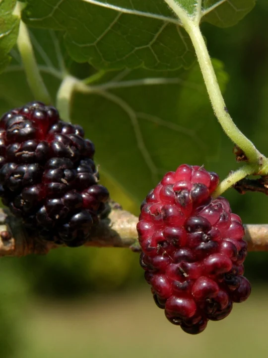 Morus nigra | Black mulberry - Van den Berk Nurseries