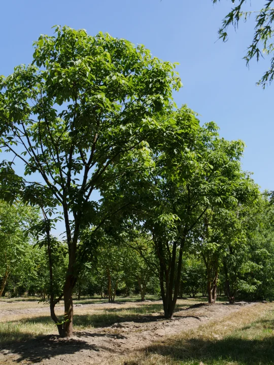 Acer triflorum | Three-flowered maple - Van den Berk Nurseries