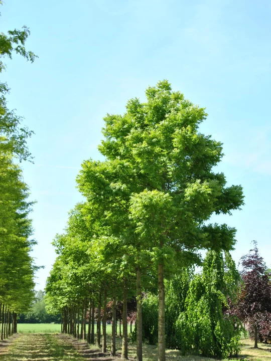 Phellodendron amurense var. lavallei | Lavalle corktree - Van den Berk ...