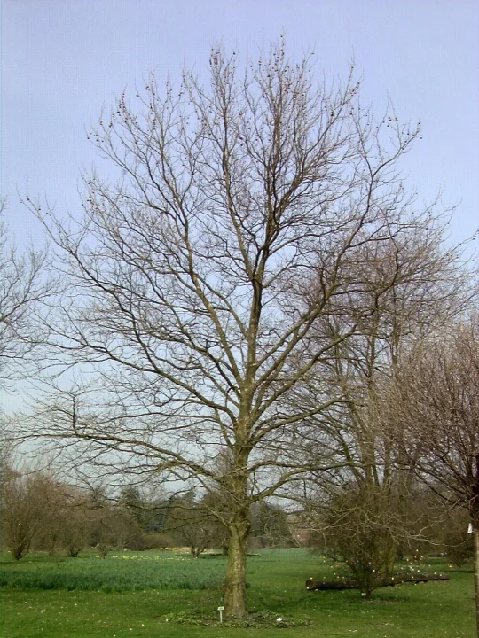 Platanus ×hispanica 'Pyramidalis' | Platanus ×hispanica 'Pyramidalis ...