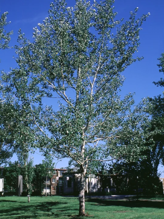 Populus alba 'Nivea' | White poplar, Abele - Van den Berk Nurseries