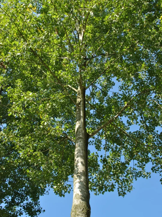 Populus ×canadensis 'Robusta' | False Lombardy poplar - Van den Berk ...