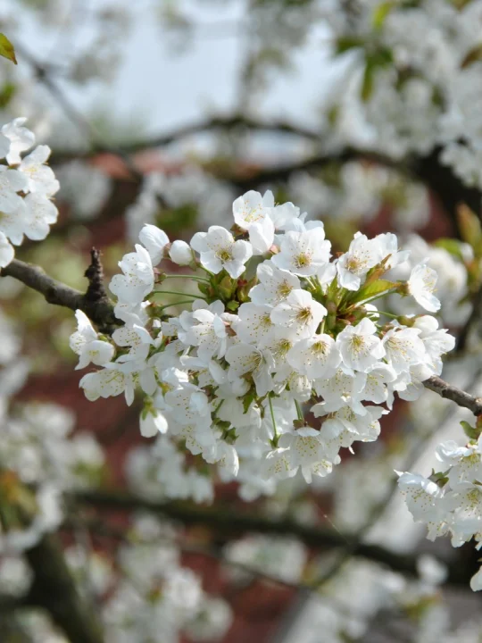 Prunus avium | Mazzard cherry, Gean - Van den Berk Nurseries