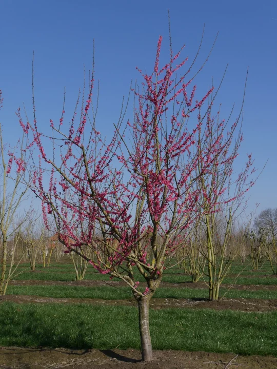 Prunus mume 'Beni-chi-dori' | Prunus mume 'Beni-chi-dori' - Van den ...
