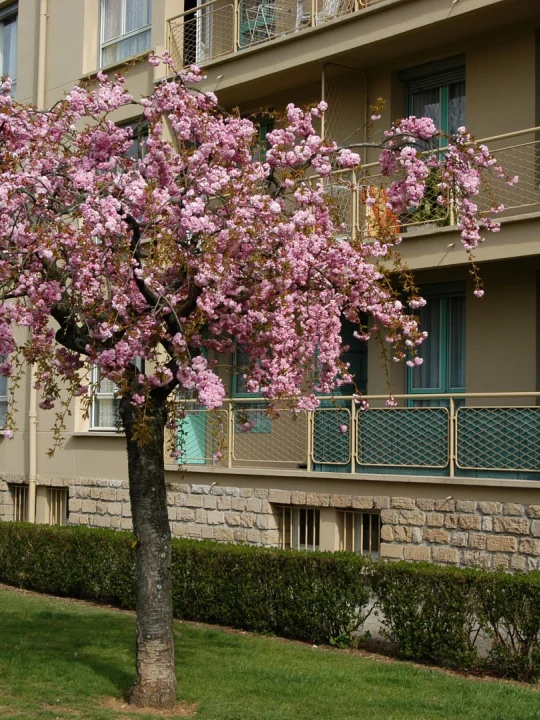 Prunus 'Kiku-shidare-zakura' | Prunus 'Kiku-shidare-zakura' - Van den ...