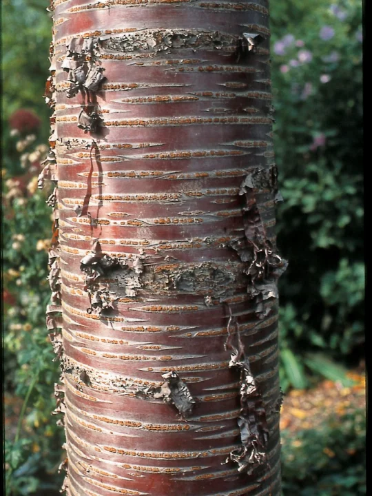Prunus 'Mahogany Lustre' | Prunus 'Mahogany Lustre' - Van den Berk ...