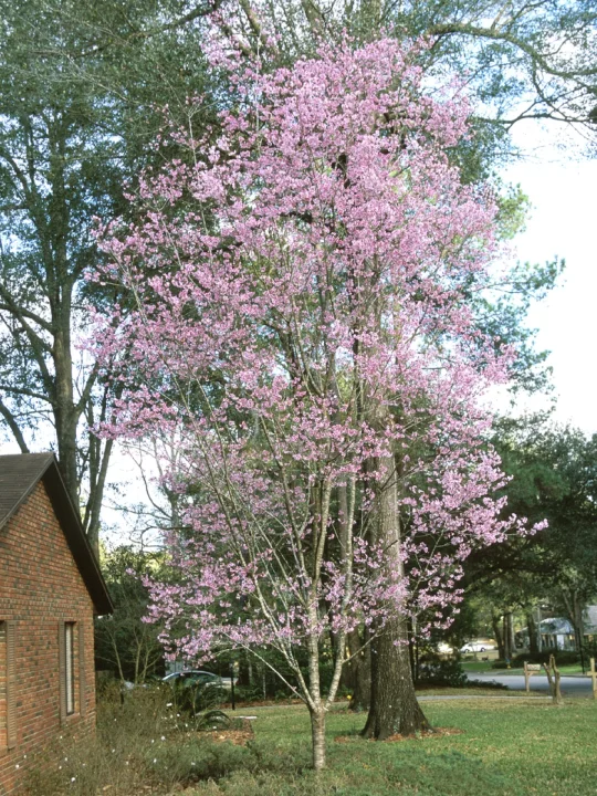 Prunus 'Okame' | Prunus 'Okame' - Van den Berk Nurseries