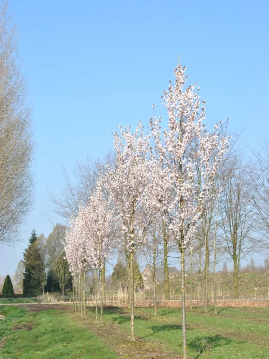 Prunus 'Spire' | Prunus 'Spire' - Van den Berk Nurseries
